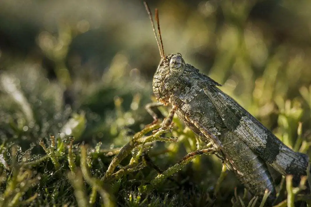 Scientists' warning to humanity on insect extinctions