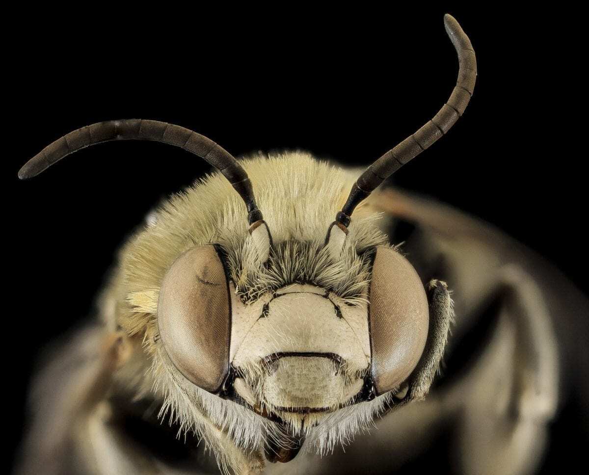 Bees point to new evolutionary answers