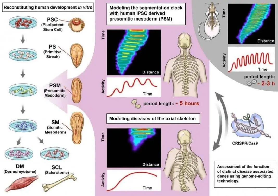Reconstructing the clock of human development