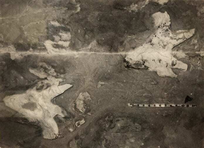 ‘Dino Cave’ reveals dinosaur crouch walkers