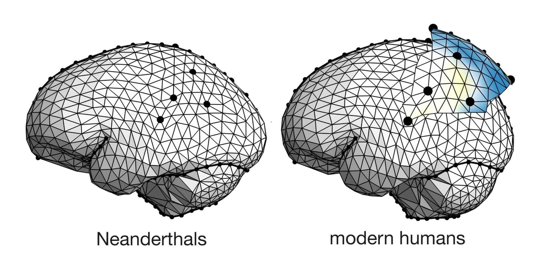 Study Compares Parietal Lobes of Neanderthals and Modern Humans