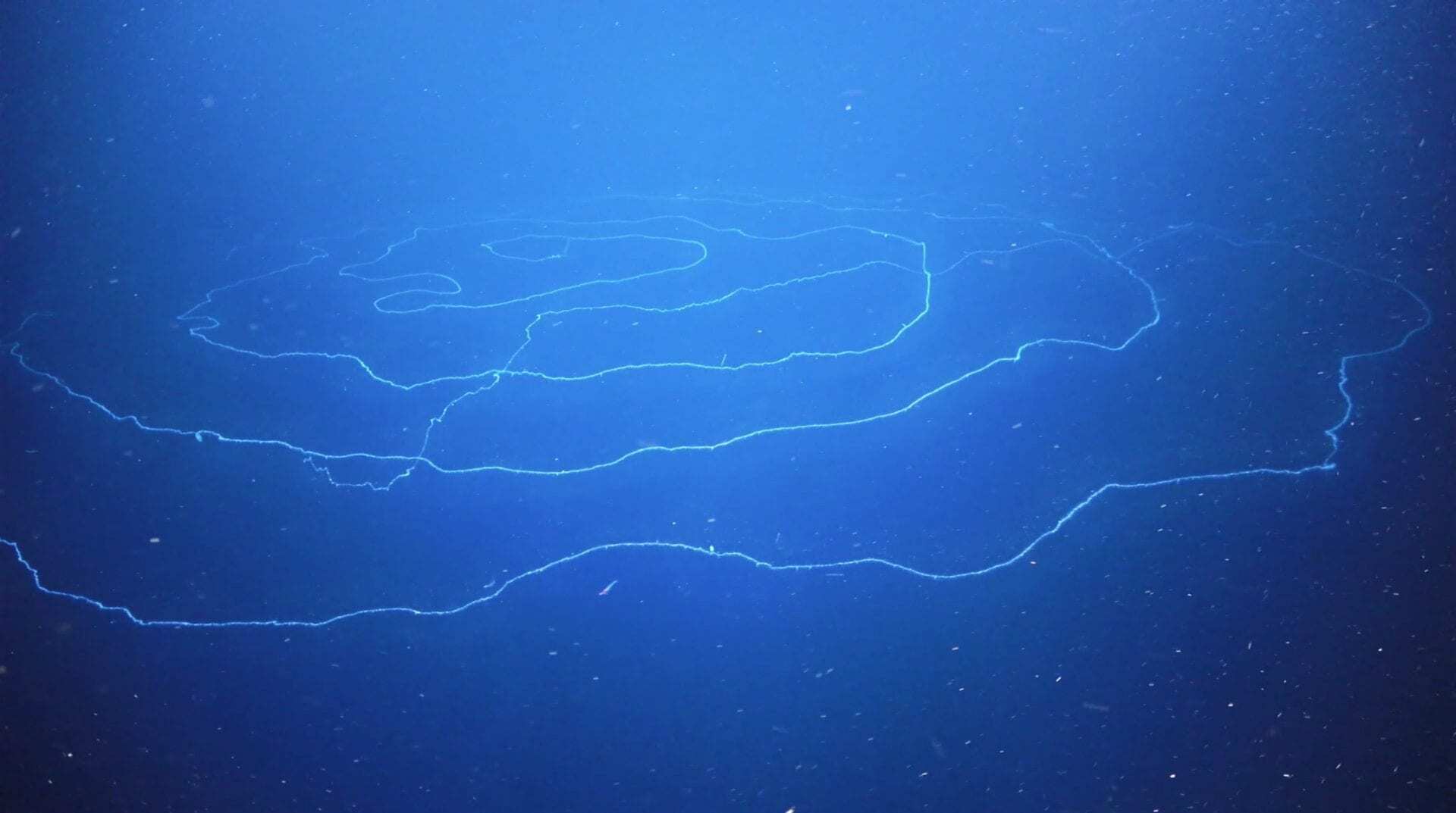 New species discovered during exploration of abyssal deep sea canyons