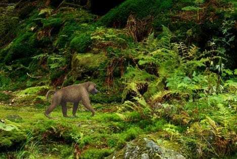 Study reveals the diet of the “Theropithecus oswaldi” primate