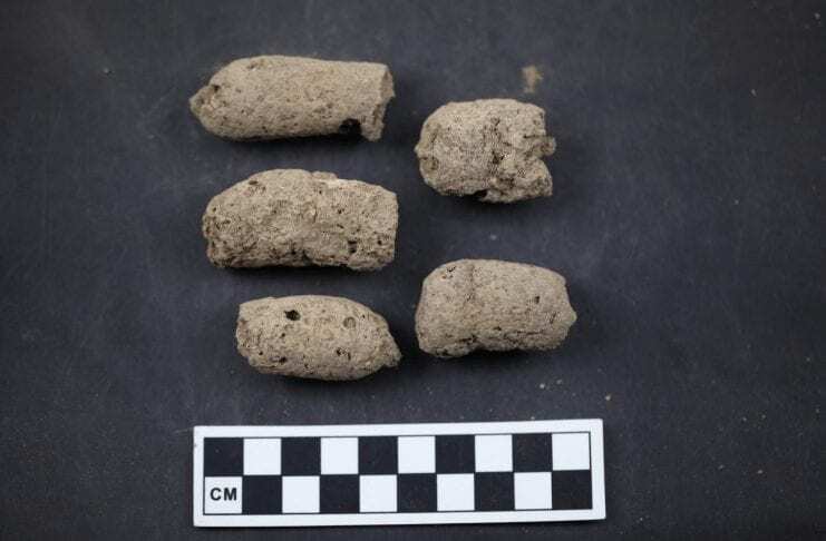 The origin of feces: coproID reliably predicts sources of ancient poop ...