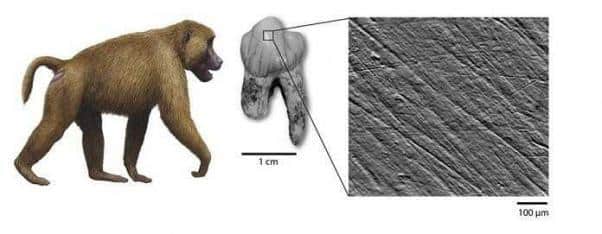 Study reveals the diet of the “Theropithecus oswaldi” primate