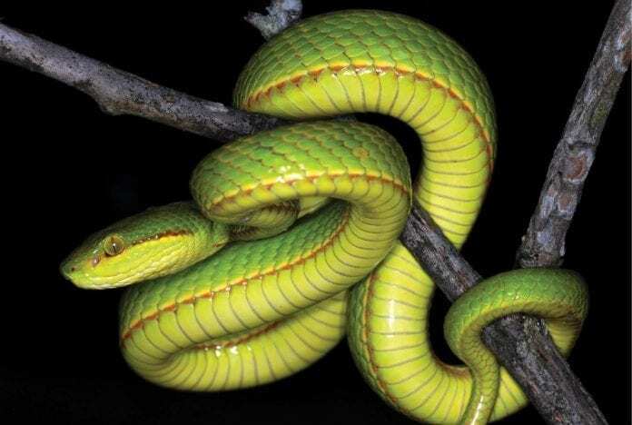 Scientists discover new pit viper species