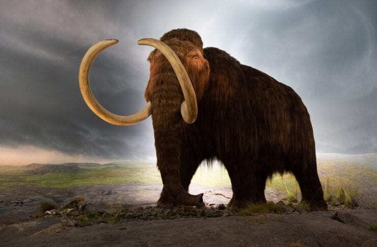 The Last Mammoth - Wrangle Island - HeritageDaily - Archaeology News