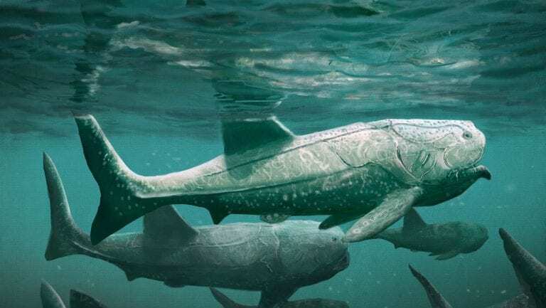 Titanichthys, a giant armored fish was a Suspension Feeder