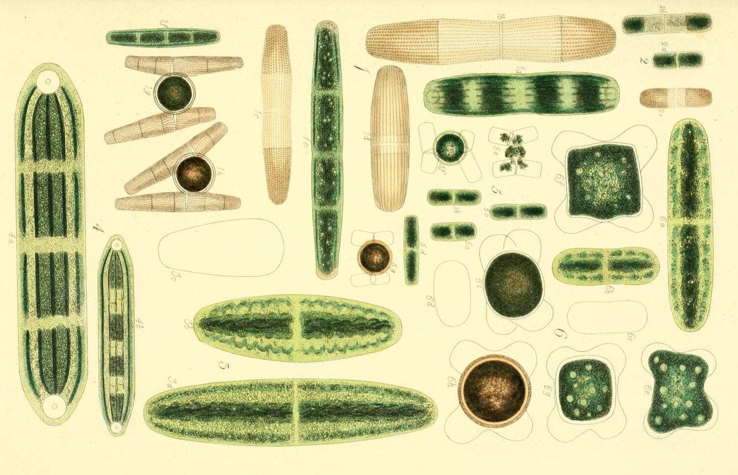 First Land Plants Appear