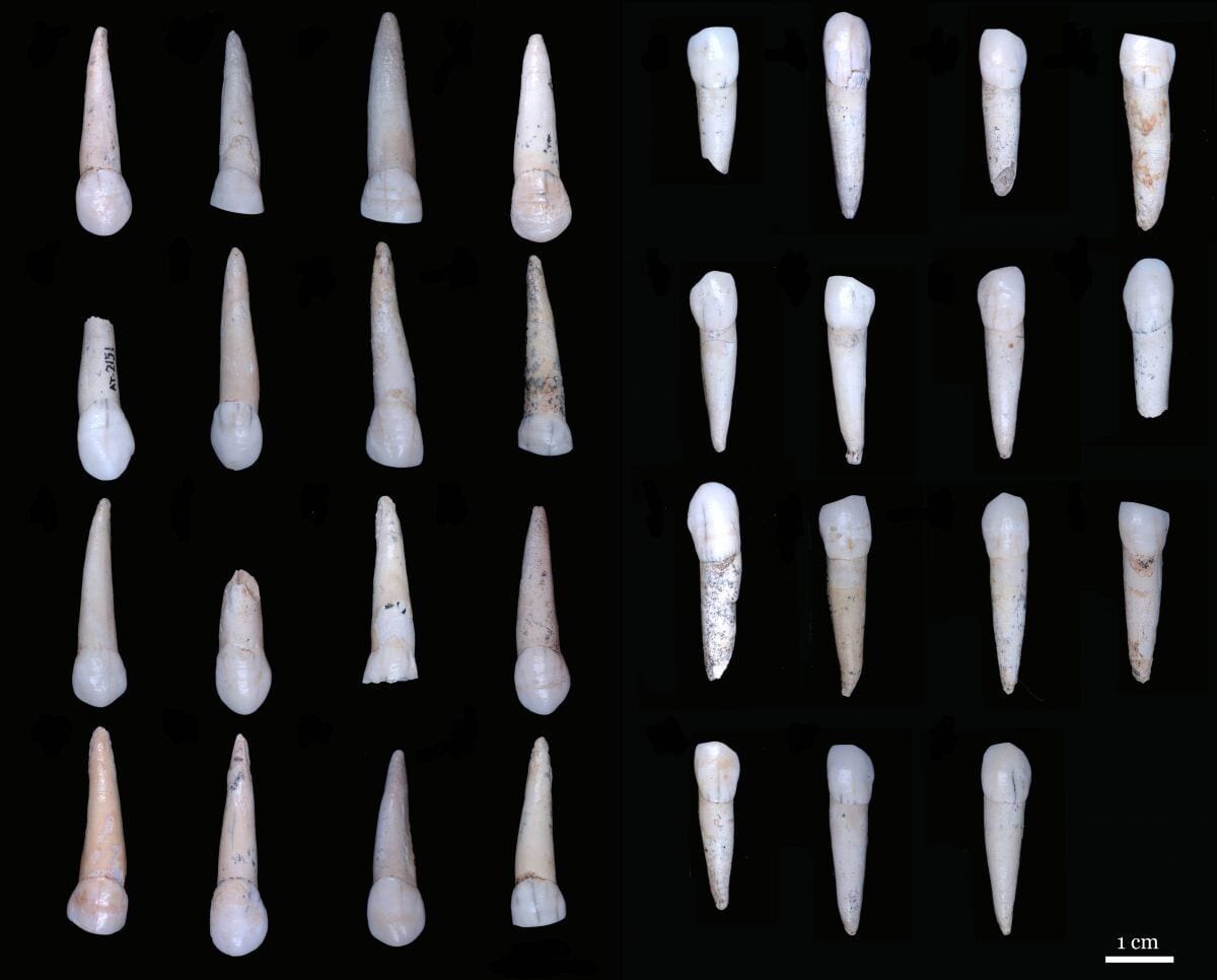 Development Of Teeth Enables Sex From Fossil Site To Be Estimated