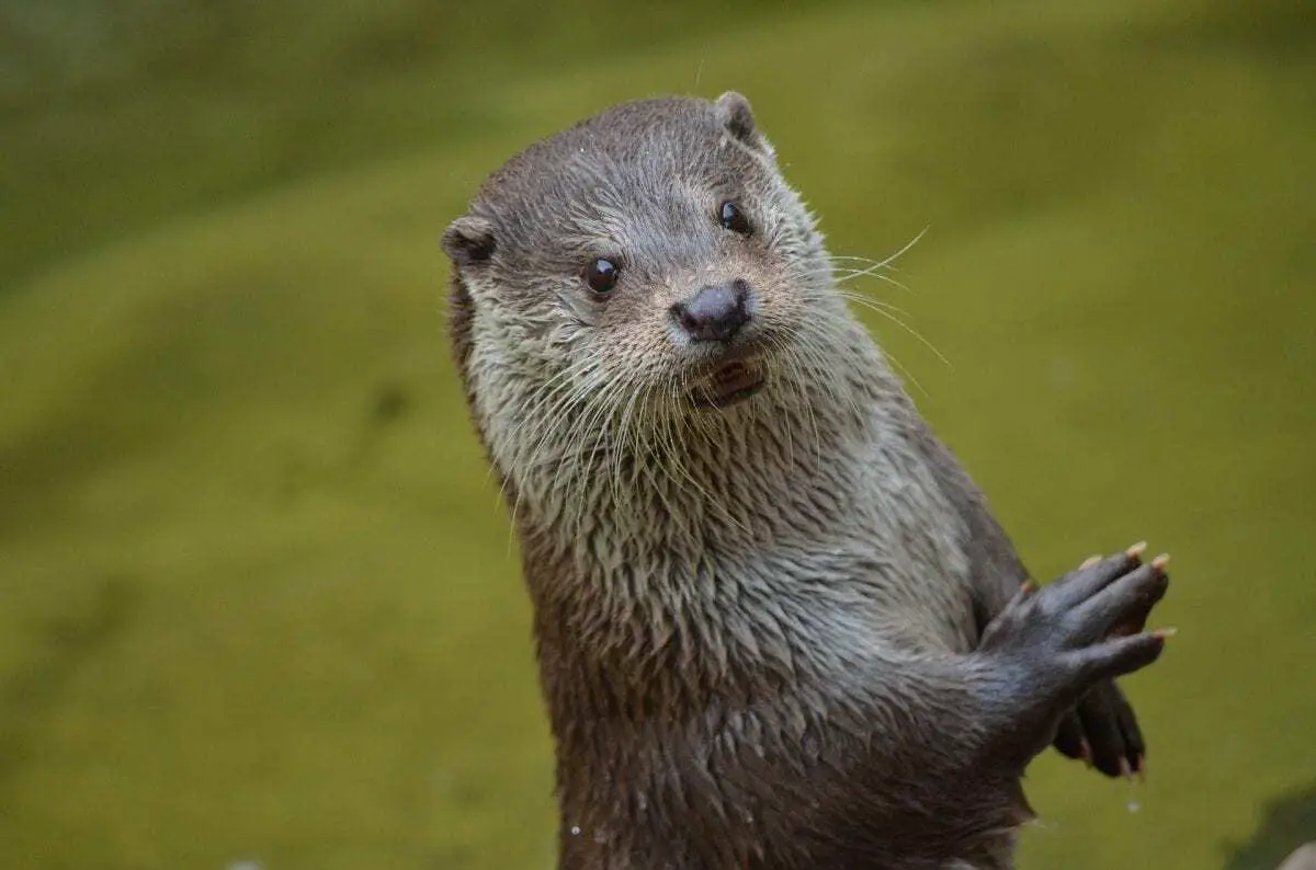 Otters juggle stones when hungry, research shows Otters juggle stones when hungry, research shows