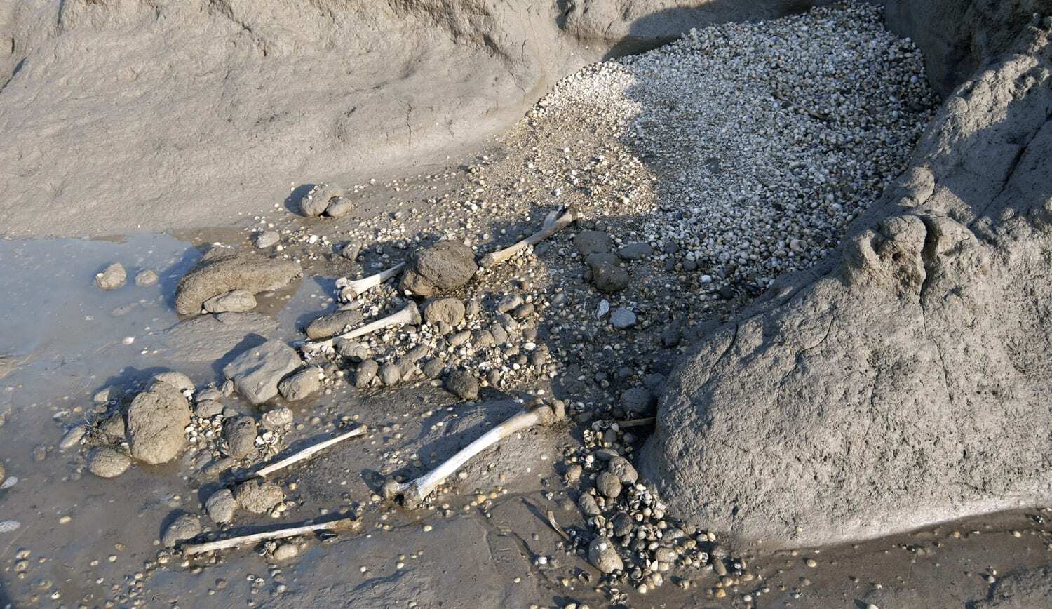 Deadman's Island - HeritageDaily - Archaeology News