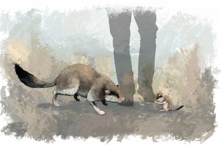 Researcher Reconstructs Skull of Two Million Year-Old Giant Dormouse ...