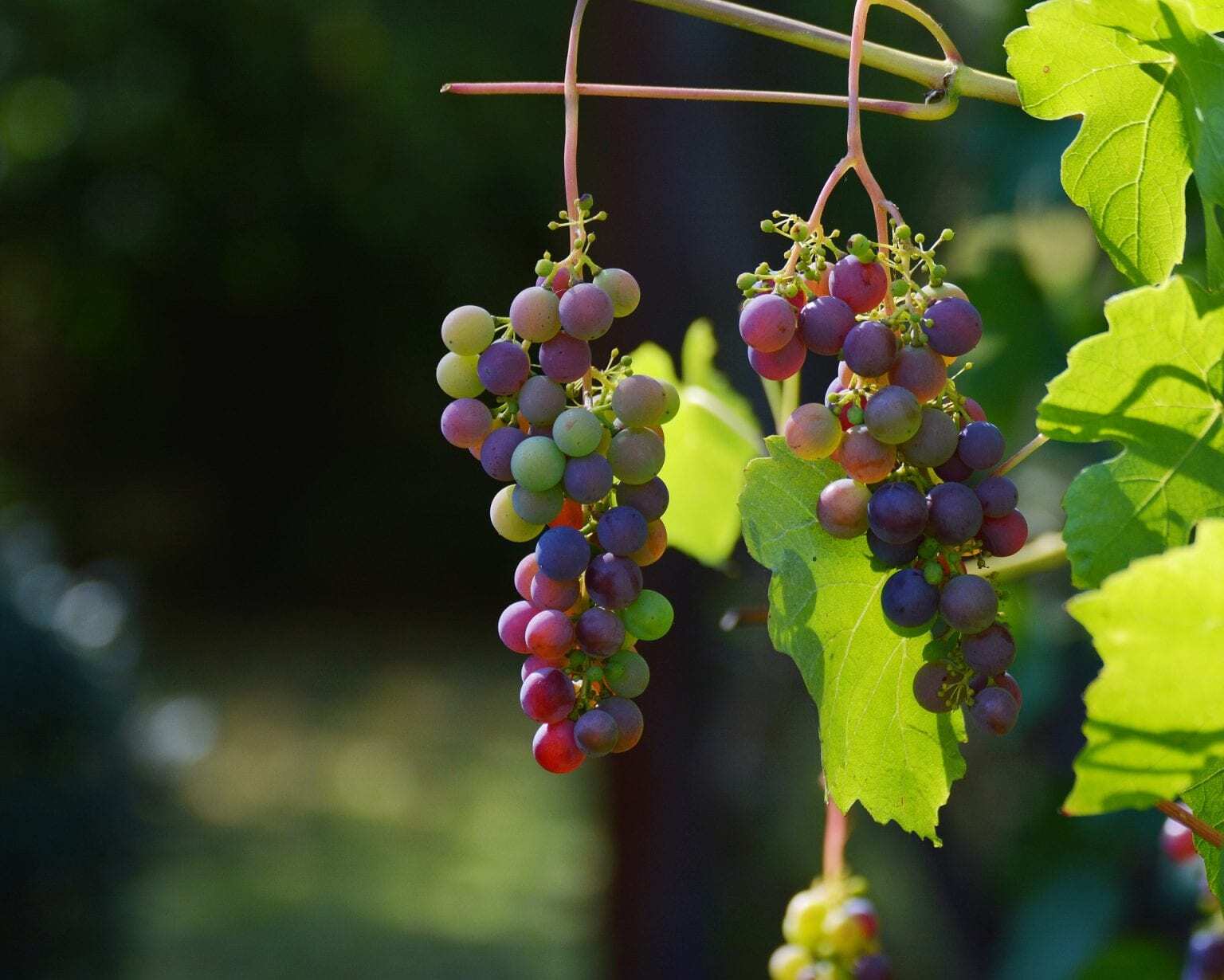 Grape Pips Reveal Collapse of Ancient Economy in the Grip of Plague and ...