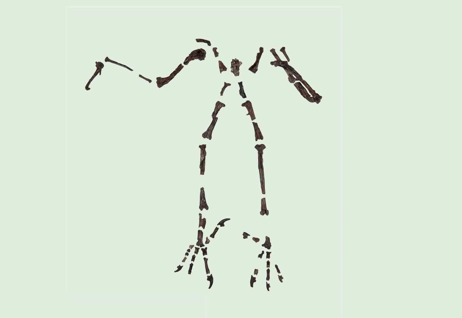 A 55-Million-Year-Old Owl Skeleton Describes the Early Stages of Owl ...