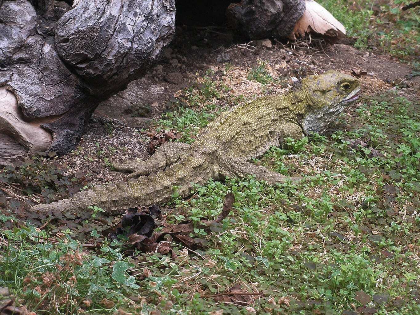 Researchers Have Sequenced the Genome of the Tuatara, Revealing its ...