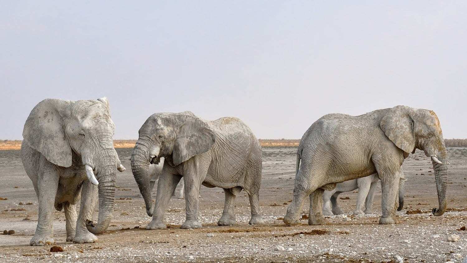 Herbivores, Not Predators, Most at Risk of Extinction