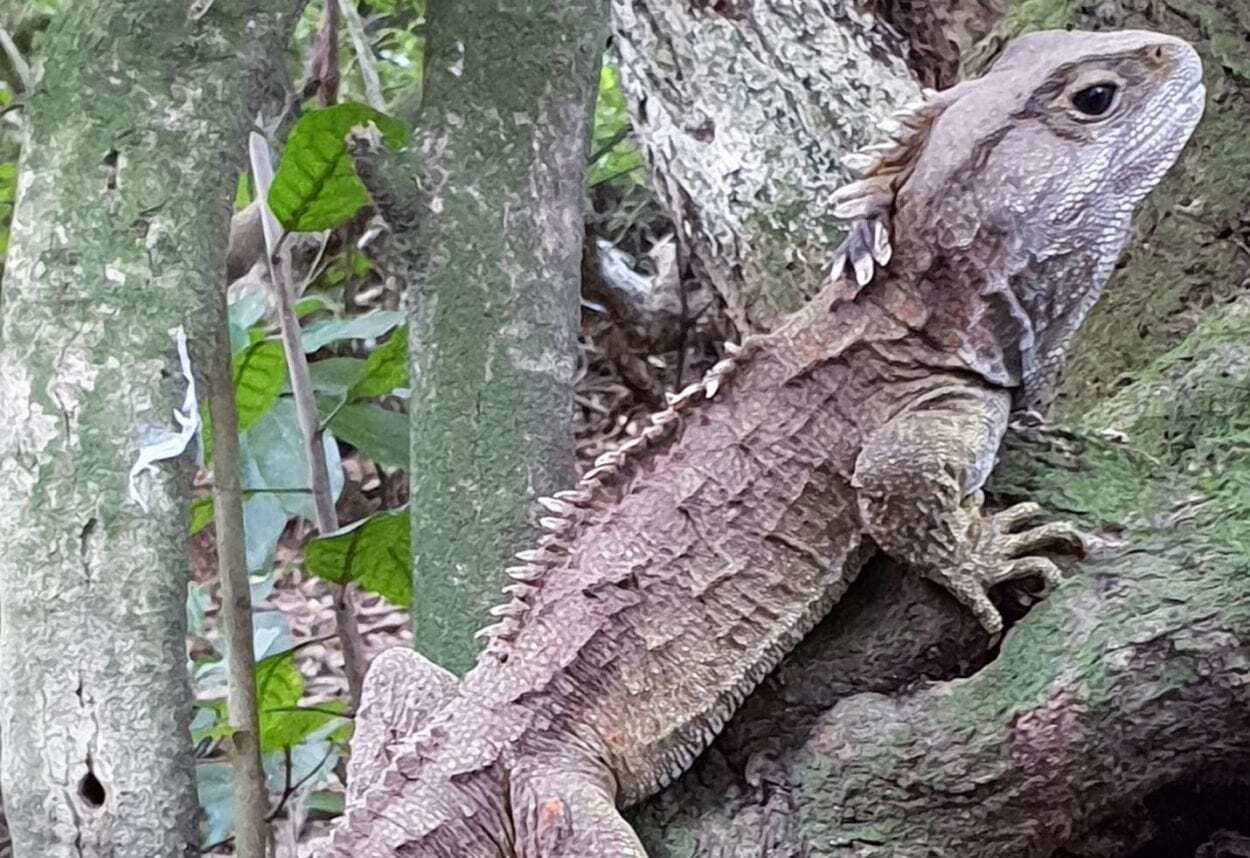 Searching the Ancient Depths of a Reptilian Genome Yields Insight into ...