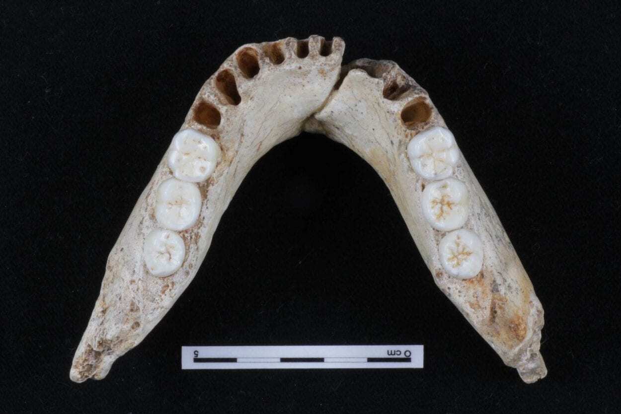 New Study of Molar Size Regulation in Hominins