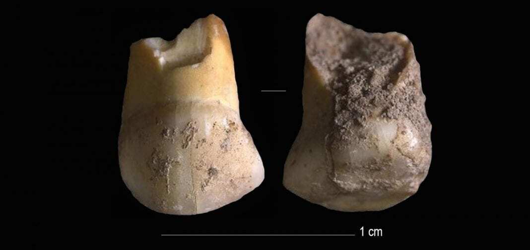 A 48,000 Years Old Tooth Belonging to one of the Last Neanderthals in ...