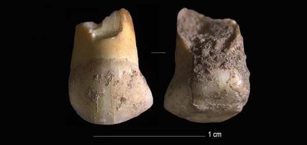 A 48,000 Years Old Tooth Belonging to one of the Last Neanderthals in ...