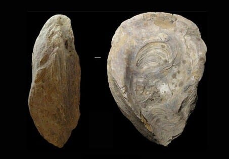 First Exhaustive Review of Fossils Recovered From Iberian ...