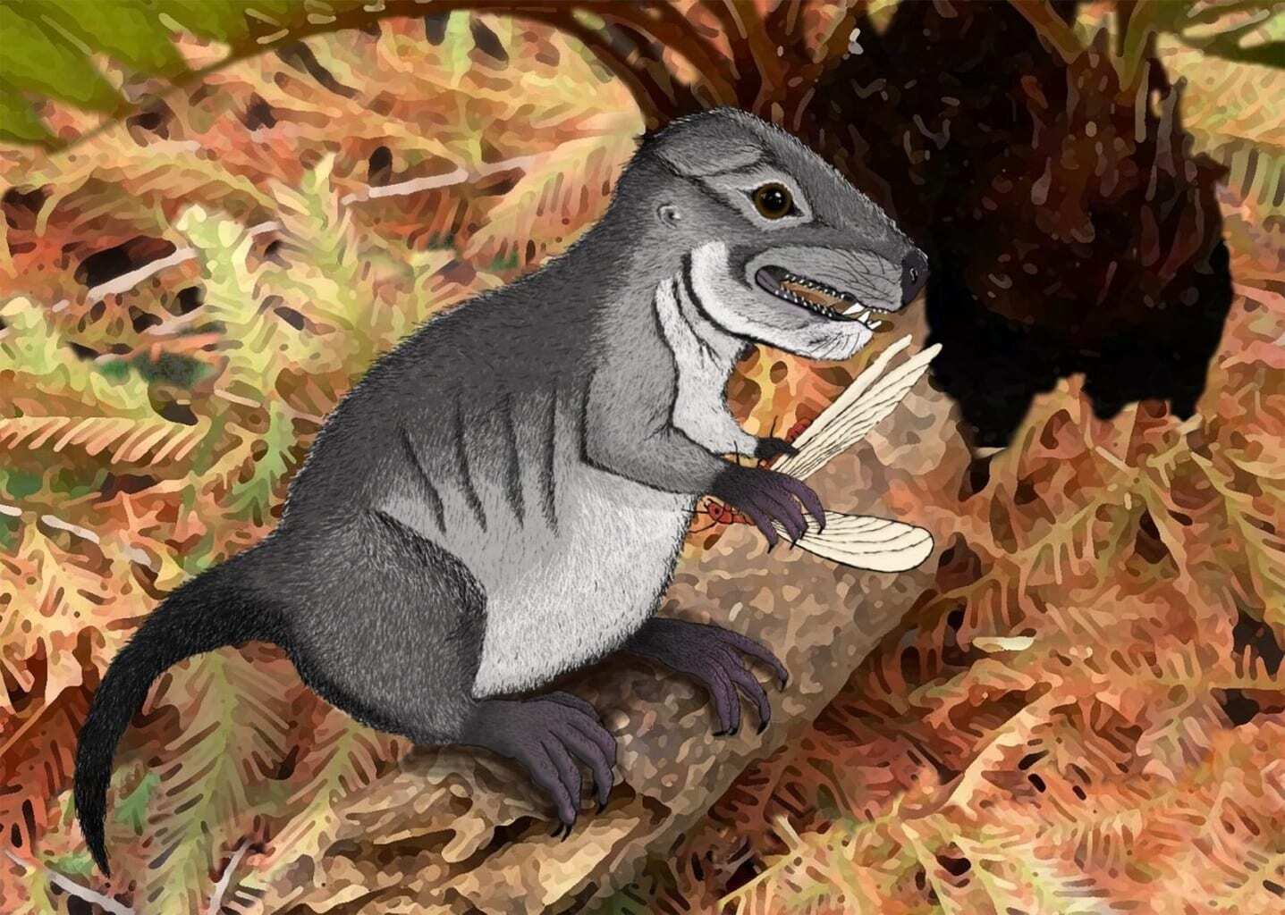 New Species of Ancient Cynodont, 220 Million Years Old