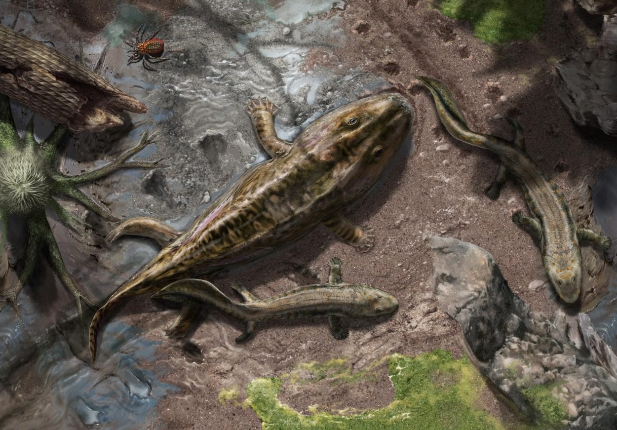 Water-to-Land Transition in Early Tetrapods