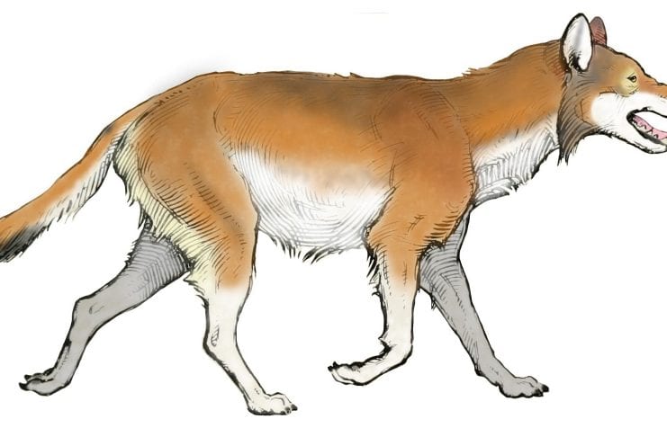 Ancient DNA Reveals Secrets of Dire Wolves - HeritageDaily ...