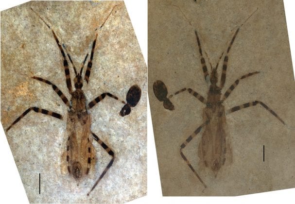 50 Million-Year-Old Fossil Assassin Bug Has Unusually Well-Preserved ...