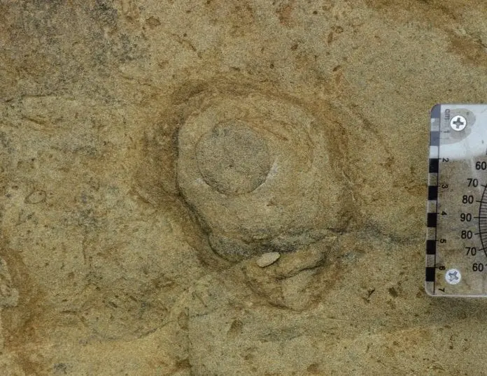 Giant Sand Worm Discovery Proves Truth is Stranger Than Fiction