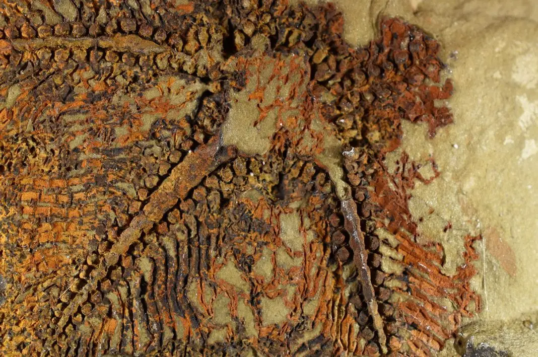 New Starfish-Like Fossil Reveals Evolution in Action