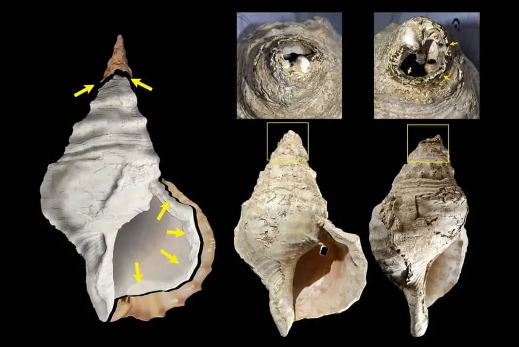 Earliest Known Conch Shell Horn Plays its Tune for the First Time in ...