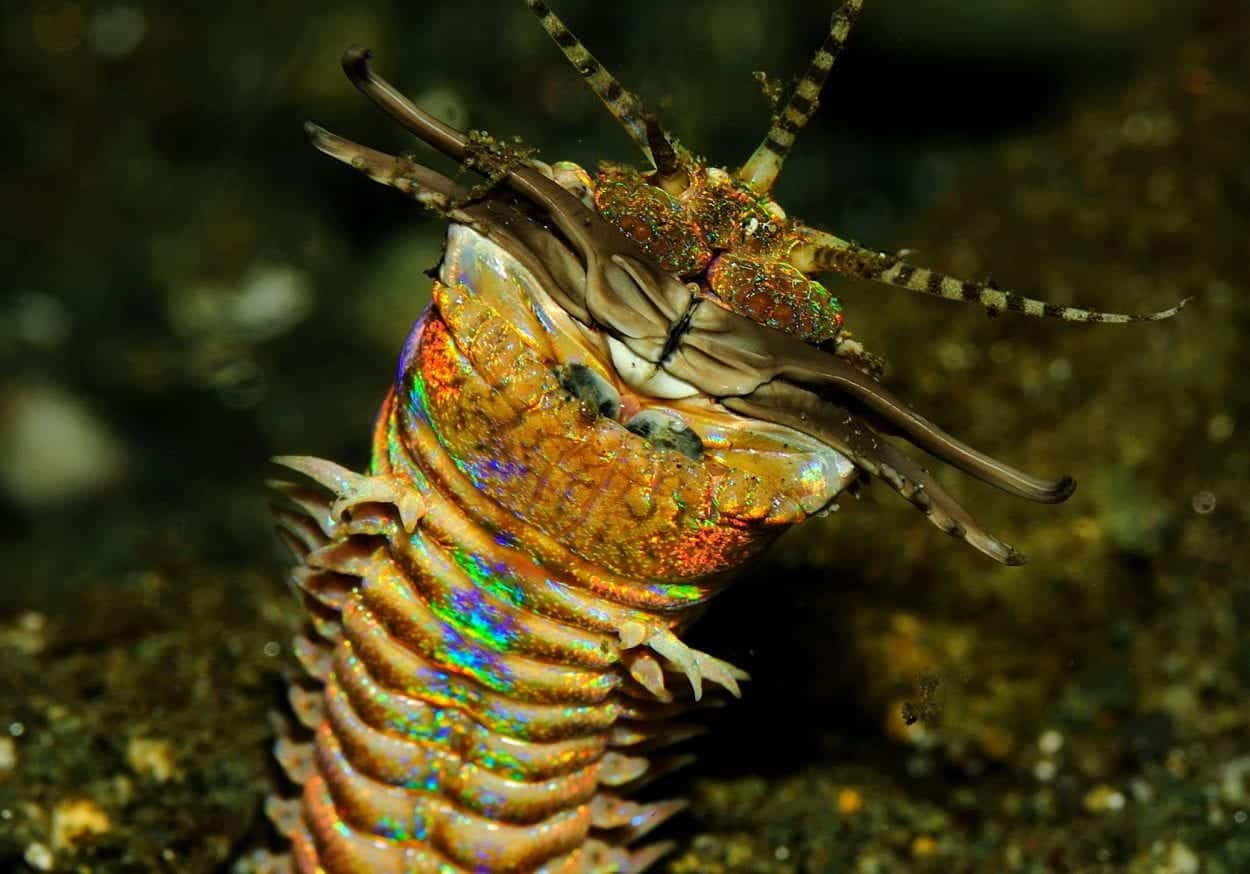 The Seafloor was Inhabited by Giant Predatory Worms Until 5.3 Million ...