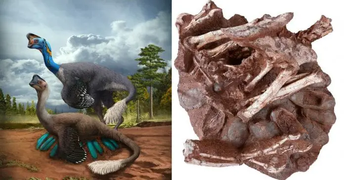 World's First Dinosaur Preserved Sitting on Nest of Eggs With ...