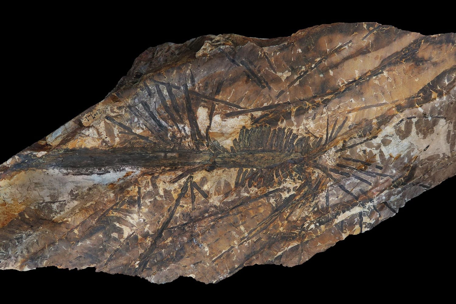 Fossils from "Vegetational Pompeii" Resolve Deep Palaeontology Mystery