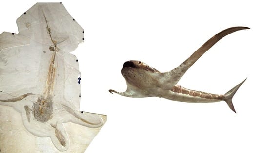 Discovery of a 'Winged' Shark in the Cretaceous Seas
