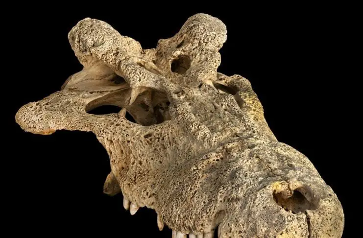 Extinct 'horned' crocodile gets new spot in the tree of life ...