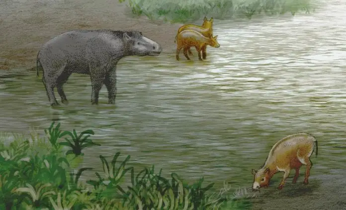 New species of pseudo-horses living 37 million years ago