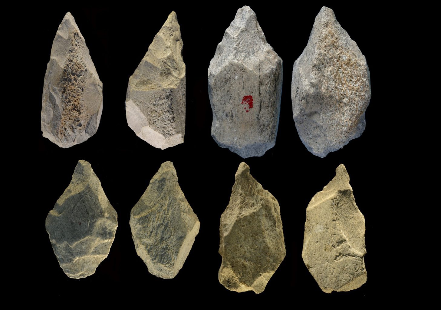 Ancient hominids crafted advanced bone tools carved from elephants