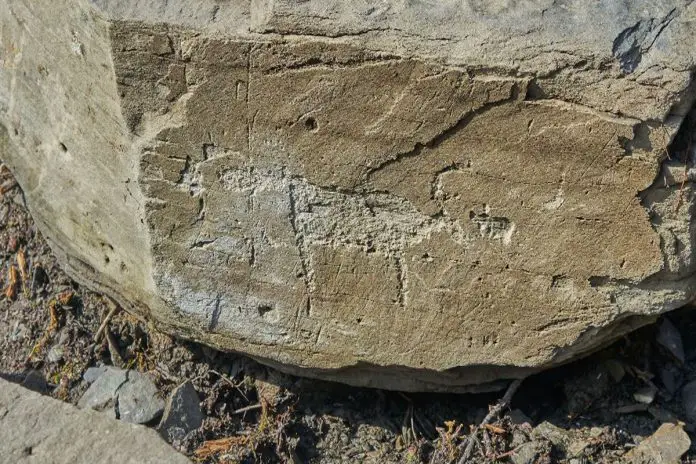 Reindeer petroglyph discovered during mapping expedition of ancient ...
