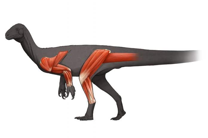 Muscular study provides new information about how the largest dinosaurs ...