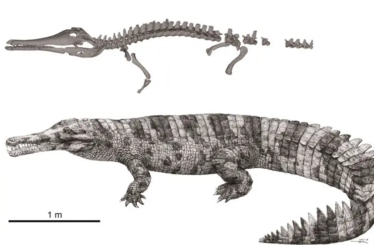 Beheaded croc reveals ancient family secrets - HeritageDaily ...