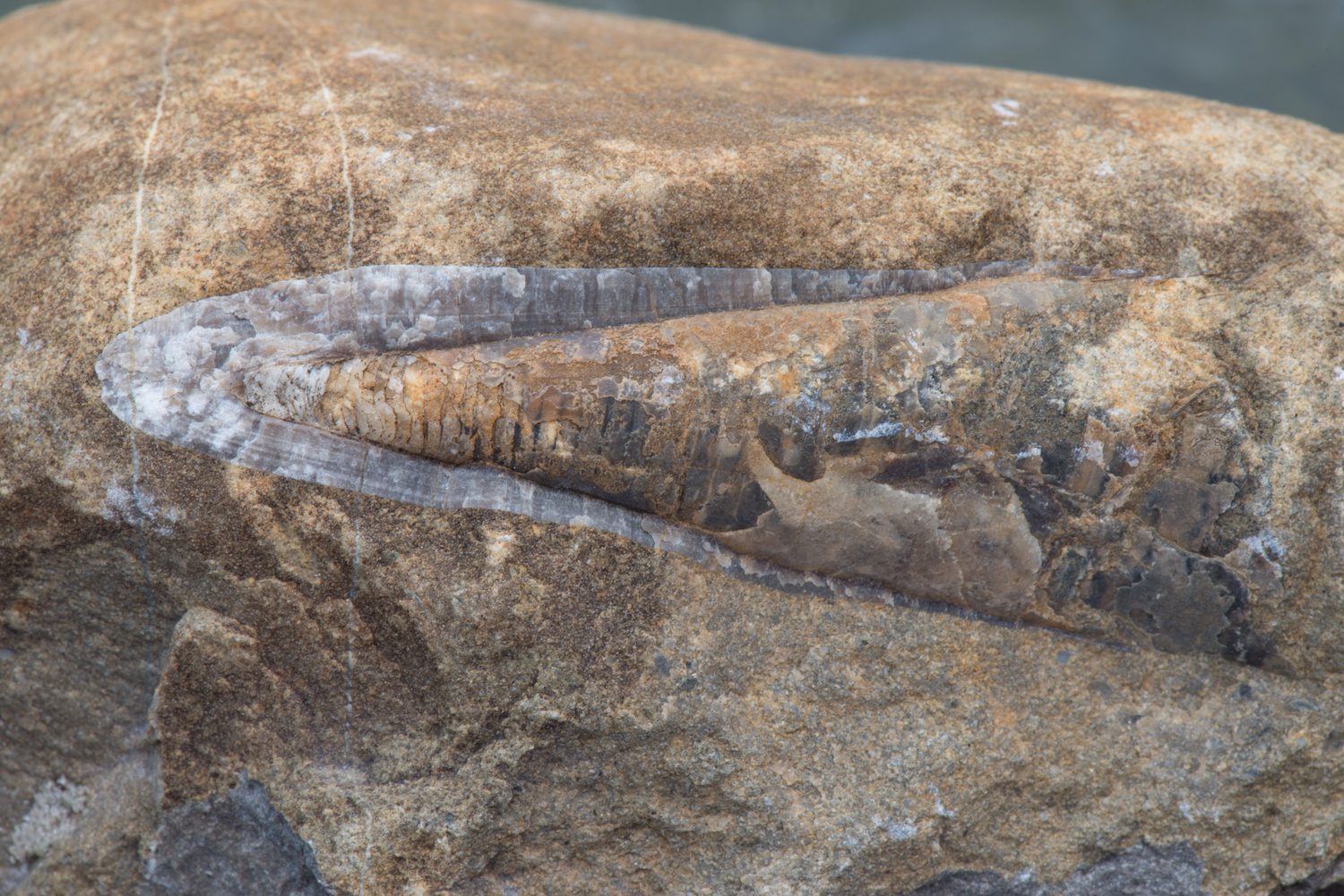 Well-preserved fossils could be consequence of past global climate change