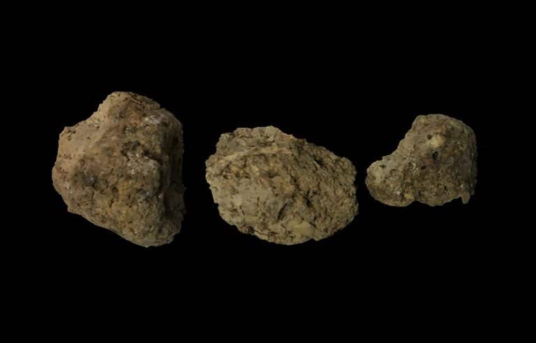 Faeces found near Stonehenge contains prehistoric parasites