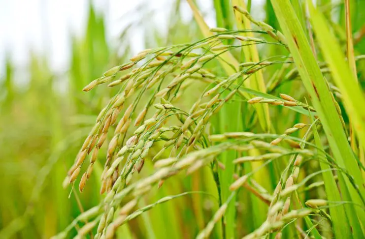 Rice cultivation recorded at Neolithic site from 8000 years ago ...