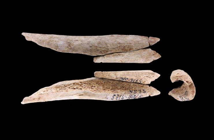 Human bones used as Prehistoric jewellery - HeritageDaily - Archaeology ...