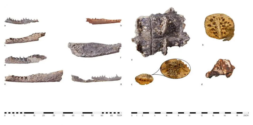 Crocodile heads found in tombs of Ancient Egyptian nobles