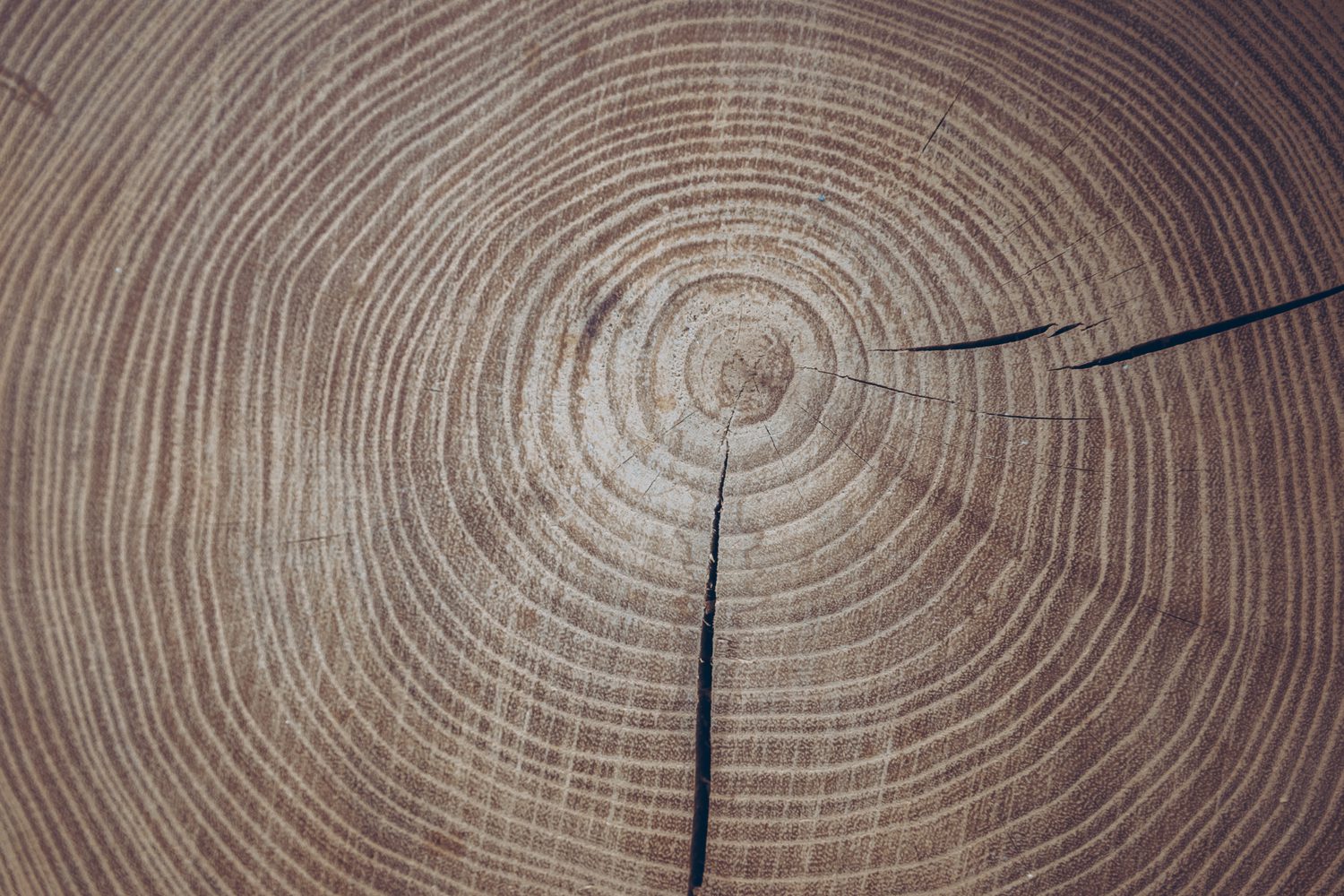 Tree ring study suggests drought encouraged Attila’s Huns to attack the ...