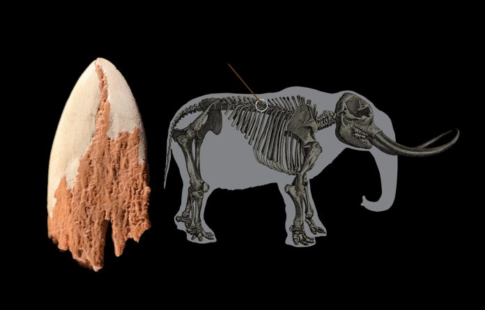 Researchers find oldest bone projectile point in the Americas